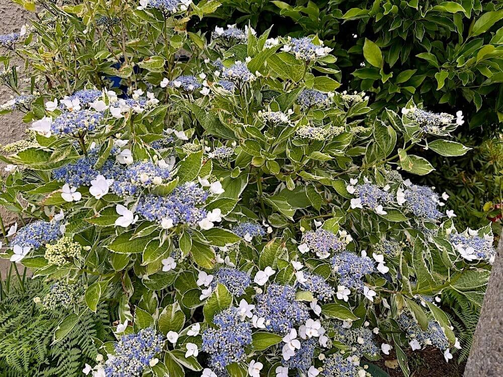 Ceanothus thyrsiflorus 'Victoria' (Victoria California Lilac ...
