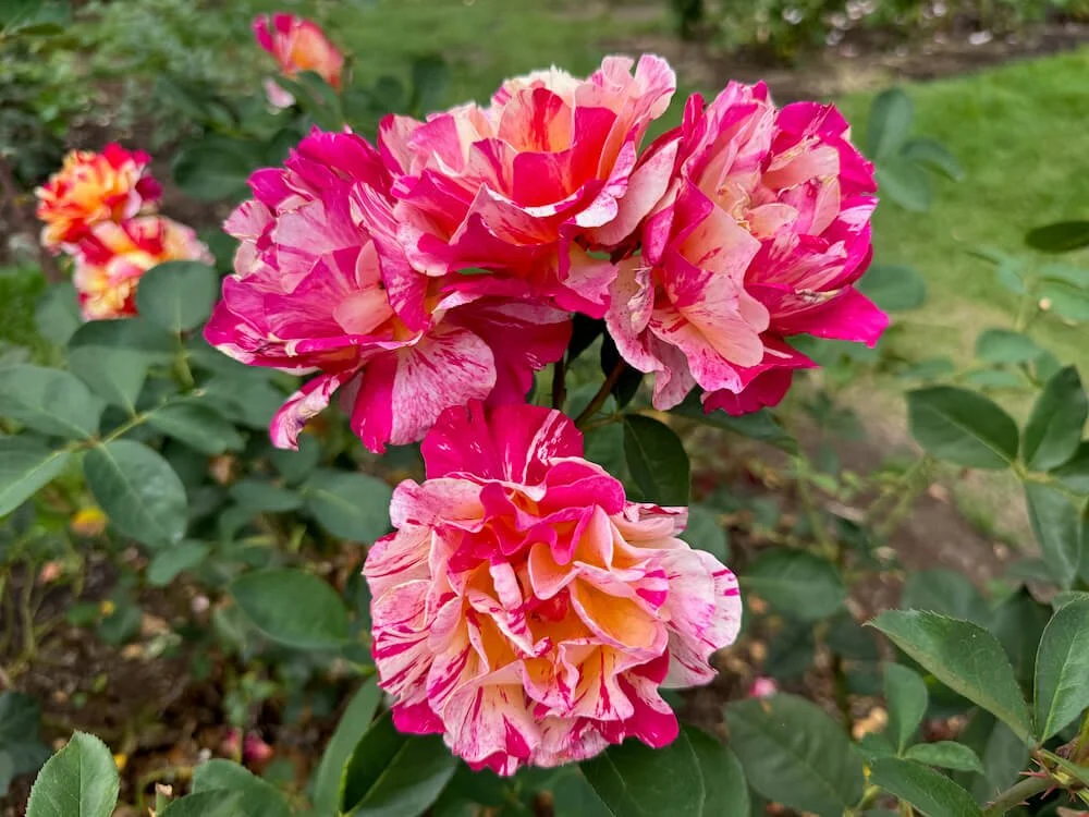 Rosa 'Marc Chagall' (Marc Chagall Floribunda Rose) — Northwest Blooms