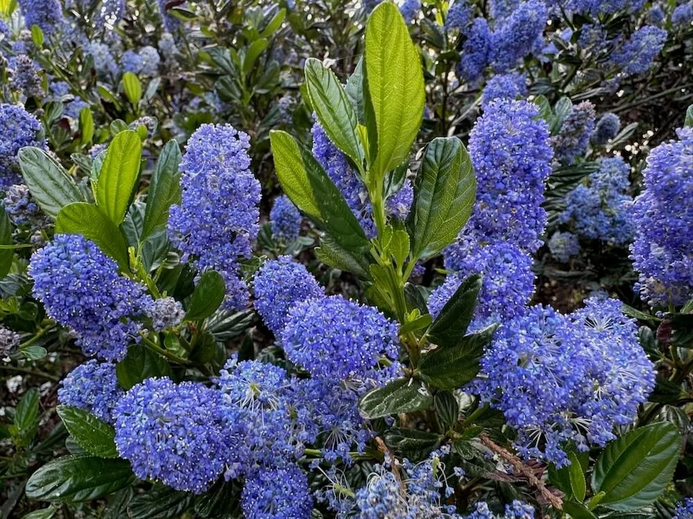Ceanothus thyrsiflorus 'Victoria' (Victoria California Lilac ...