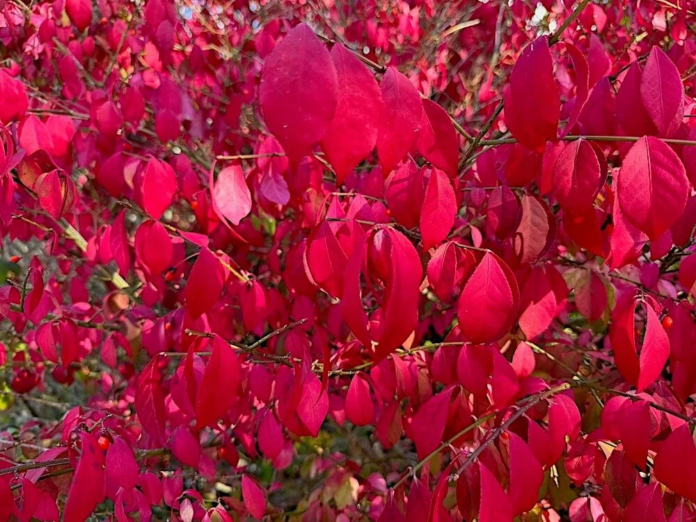 Taxus x media 'H.M. Eddie' (H.M. Eddie Yew) — Northwest Blooms