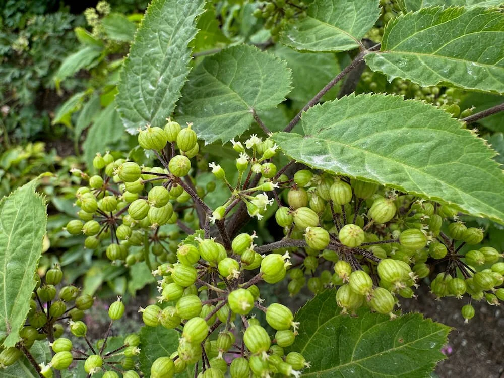 Deutzia gracilis ‘Nikko’ (Japanese Snow Flower) — Northwest Blooms