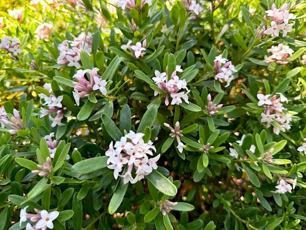 Prunus laurocerasus 'Mount Vernon' (Dwarf English Laurel) — Northwest ...