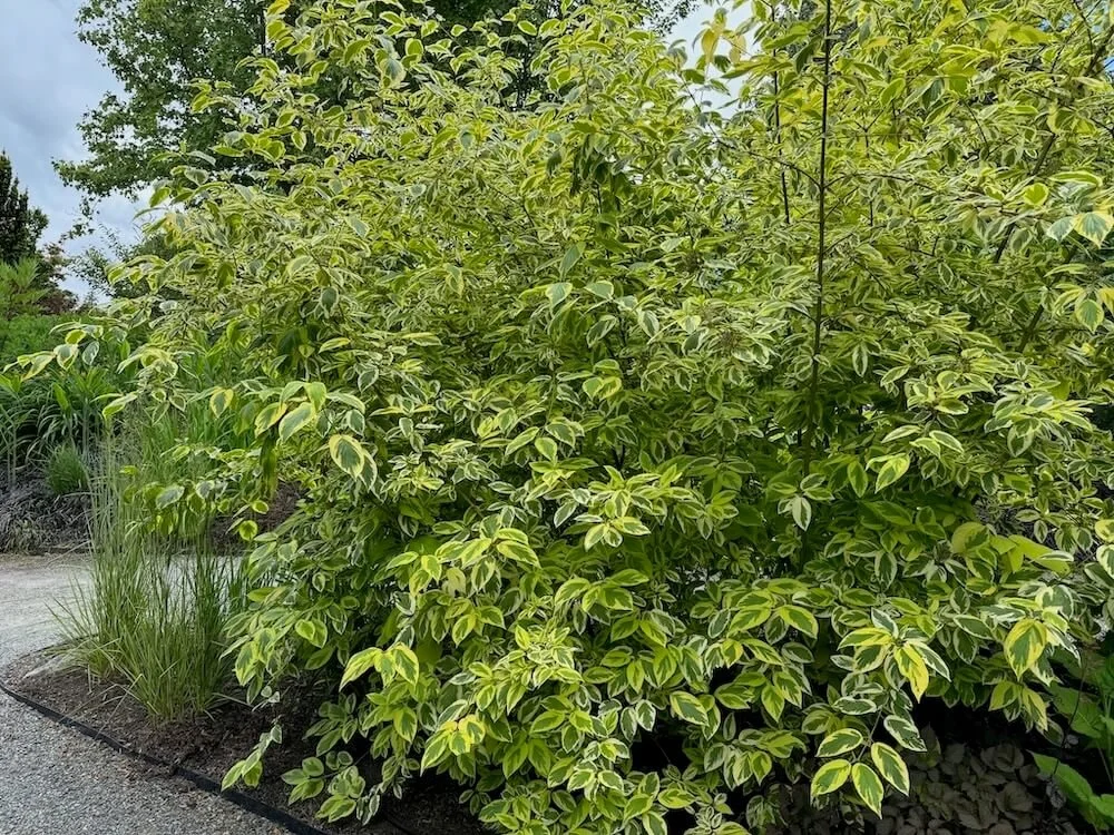 Fatsia japonica 'Variegata' (Variegated Japanese Aralia) — Northwest Blooms