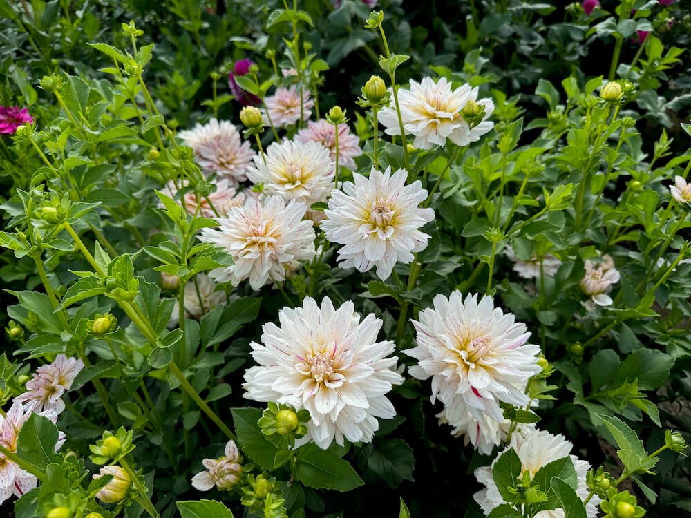 Dahlia 'Gitts Attention' (Gitts Attention Dahlia) — Northwest Blooms