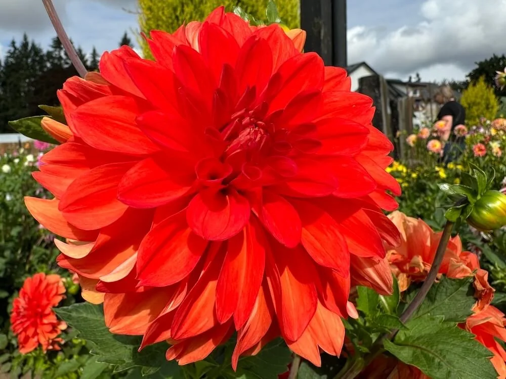 Dahlia 'Kelsey Annie Joy' (Kelsey Annie Joy Dahlia) — Northwest Blooms