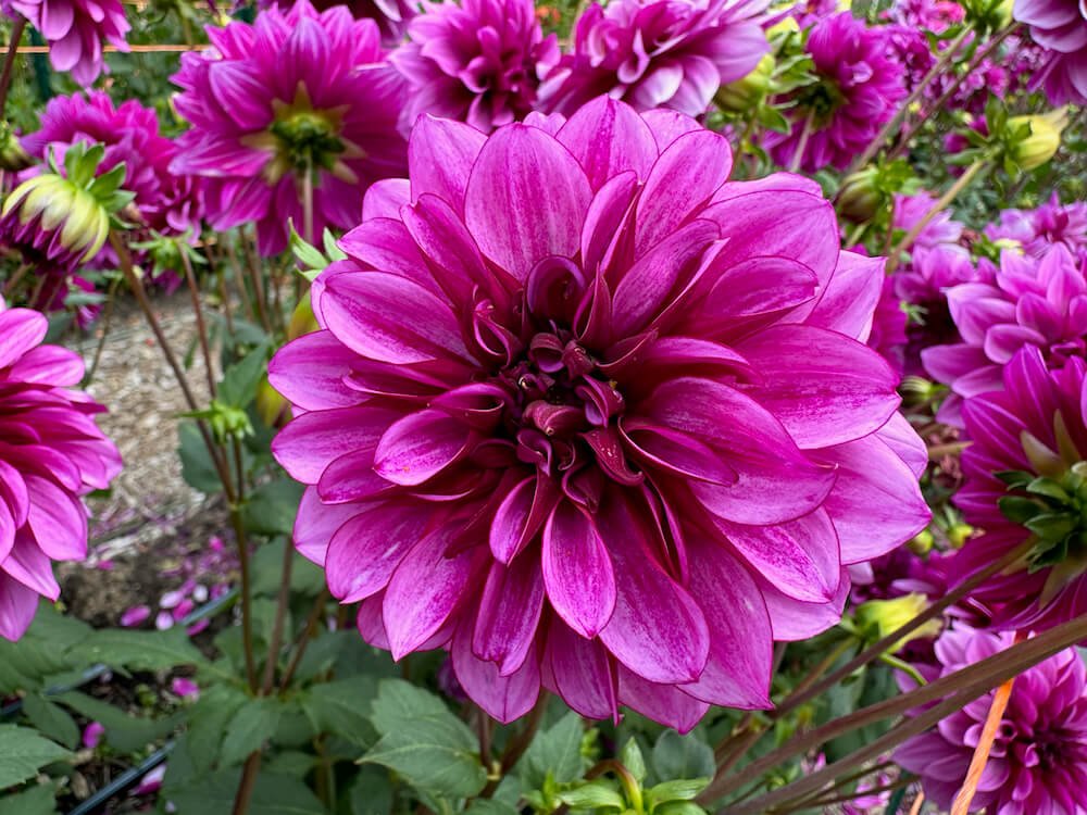 Dahlia 'Blue Bell' (Blue Bell Dahlia) — Northwest Blooms