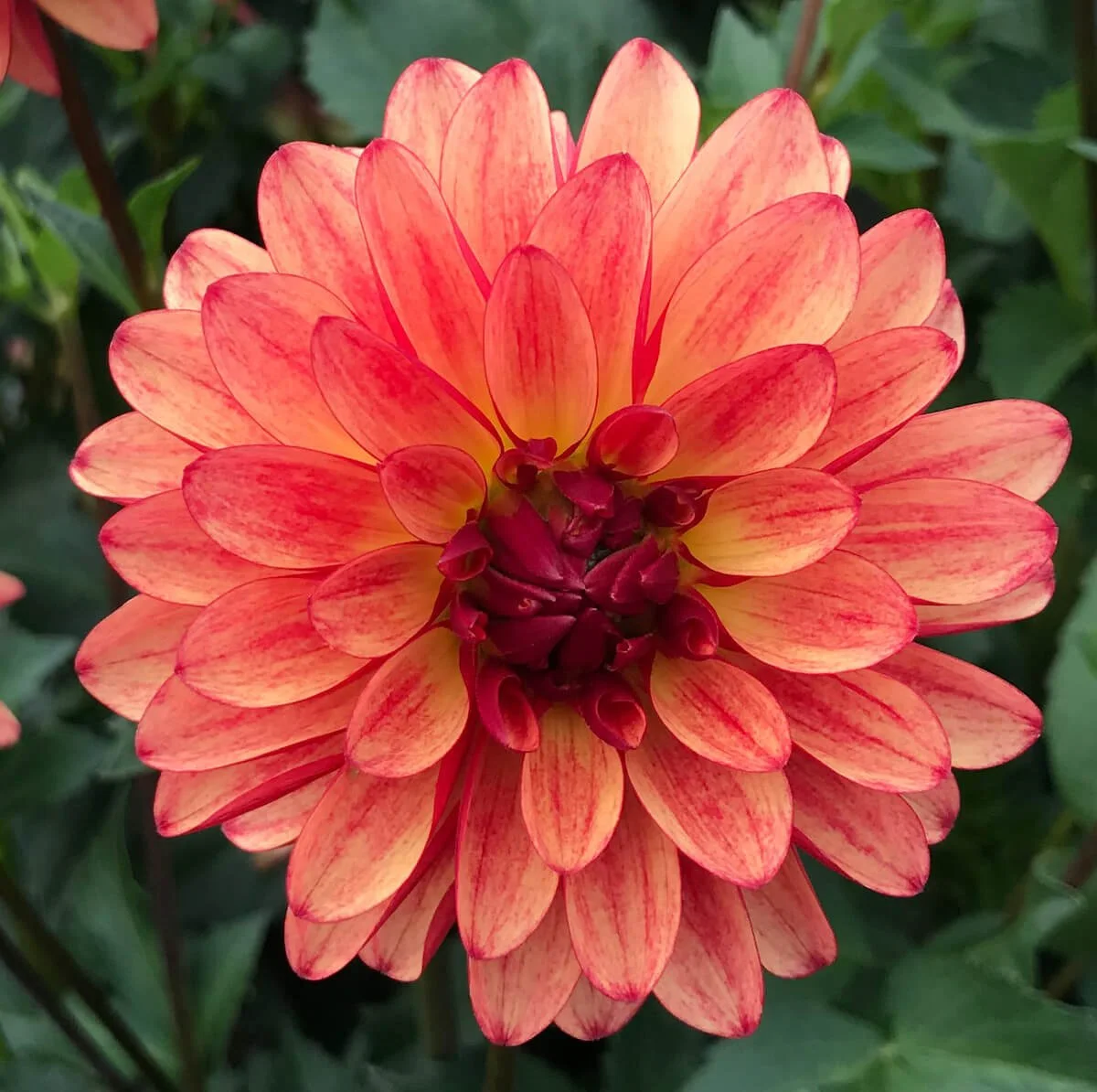 Dahlia 'Valley Rust Bucket' (Valley Rust Bucket Dahlia) — Northwest Blooms