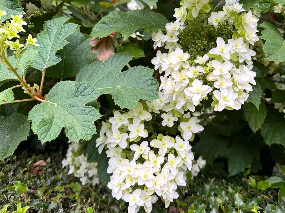 Prunus laurocerasus 'Mount Vernon' (Dwarf English Laurel) — Northwest ...