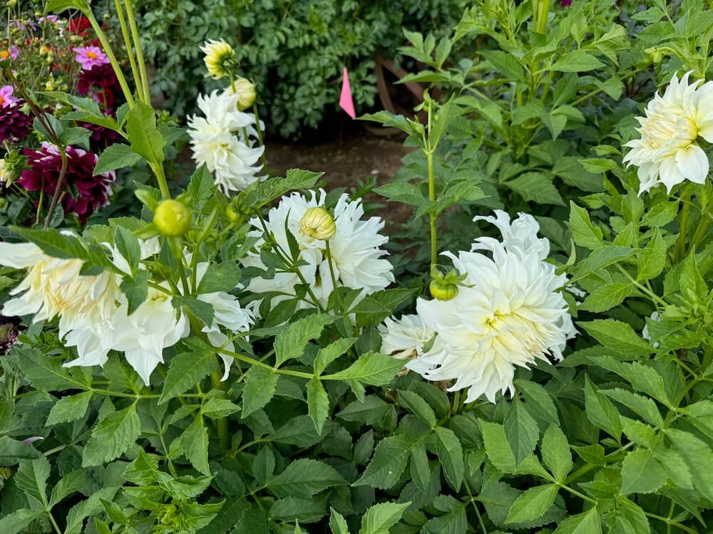 Dahlia 'Bride to Be' — Northwest Blooms