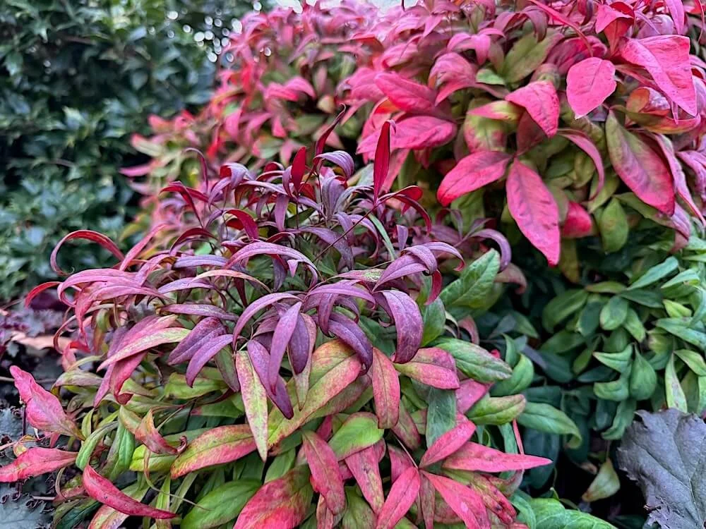 Prunus laurocerasus 'Mount Vernon' (Dwarf English Laurel) — Northwest ...