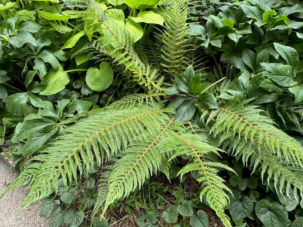 Datisca cannabina (False Hemp) — Northwest Blooms