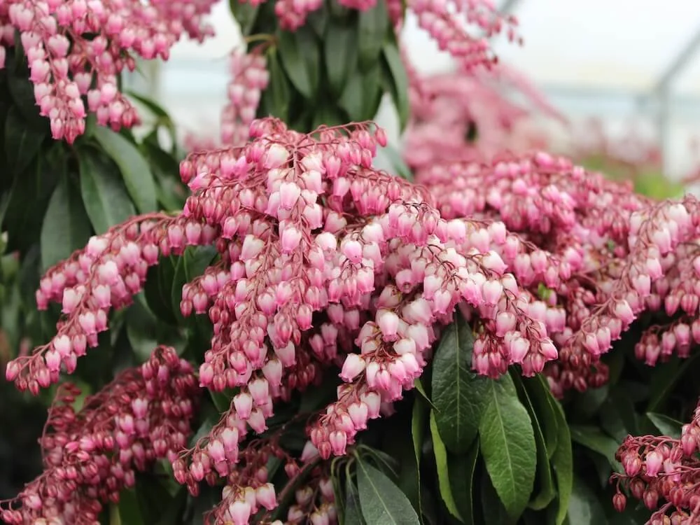 Pieris Varieties — Northwest Blooms