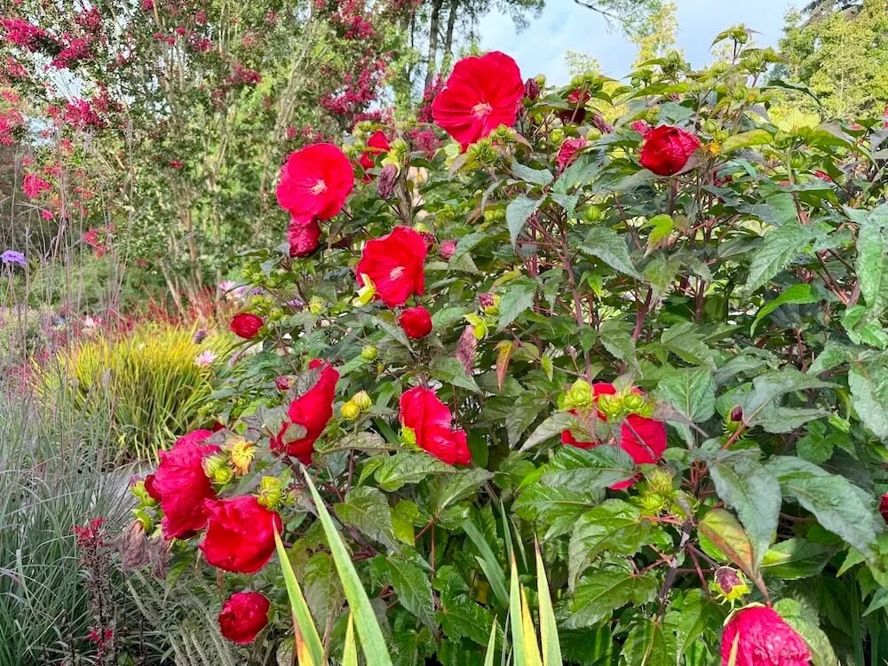 Hemerocallis 'Red Pinocchio' (Red Pinocchio Daylily) — Northwest Blooms