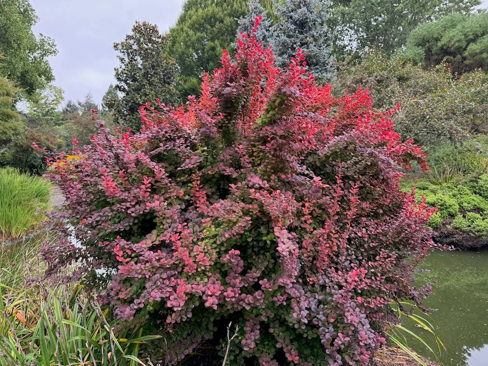 Nandina domestica 'Burgundy Wine' (Burgundy Wine Heavenly Bamboo ...