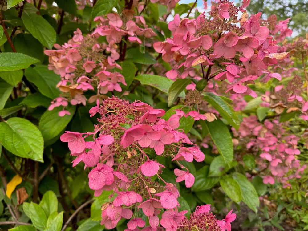 Hydrangea paniculata 'SMHPCW' (Strawberry Shake Hydrangea) — Northwest ...