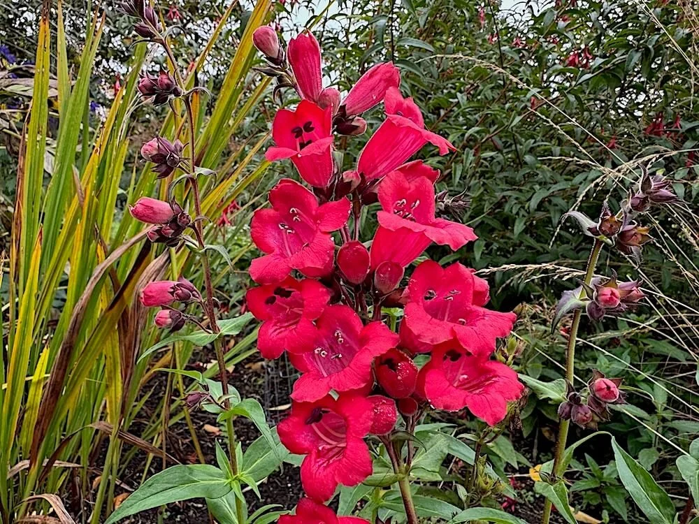 Roscoea purpurea f. rubra (Red Ghurka) — Northwest Blooms