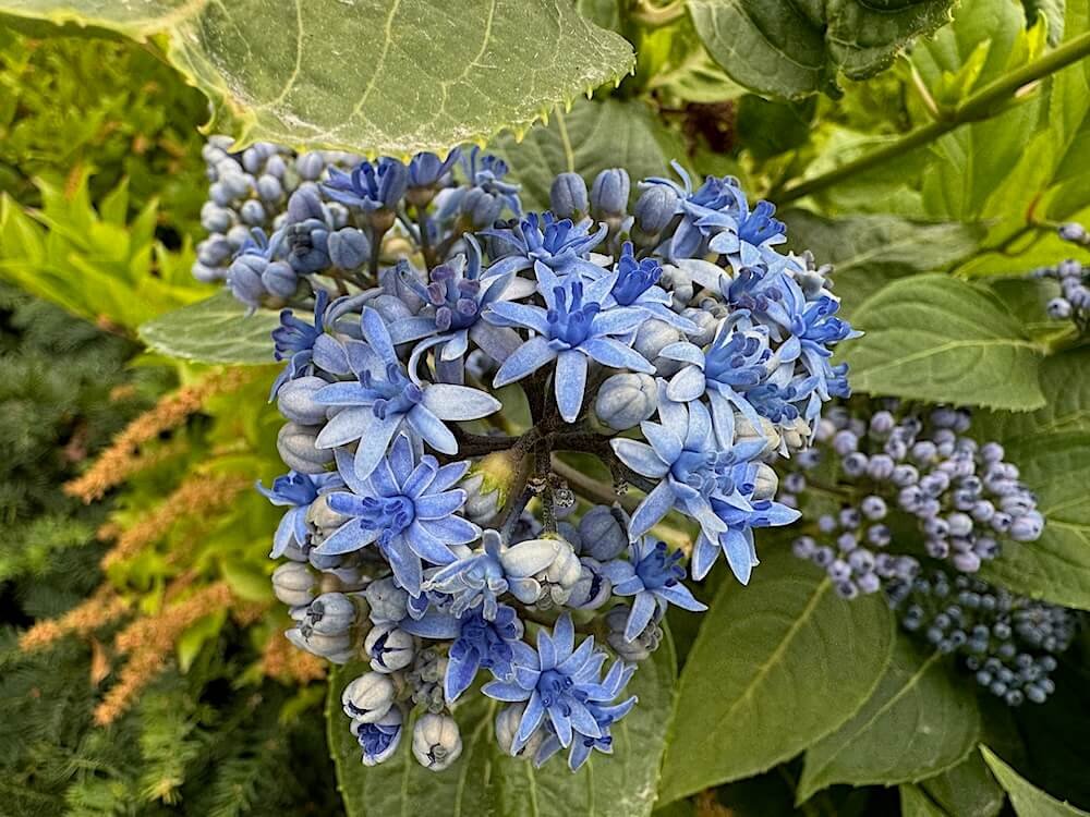 Hydrangea macrophylla 'Monmar' (Blue Enchantress Hydrangea) — Northwest ...