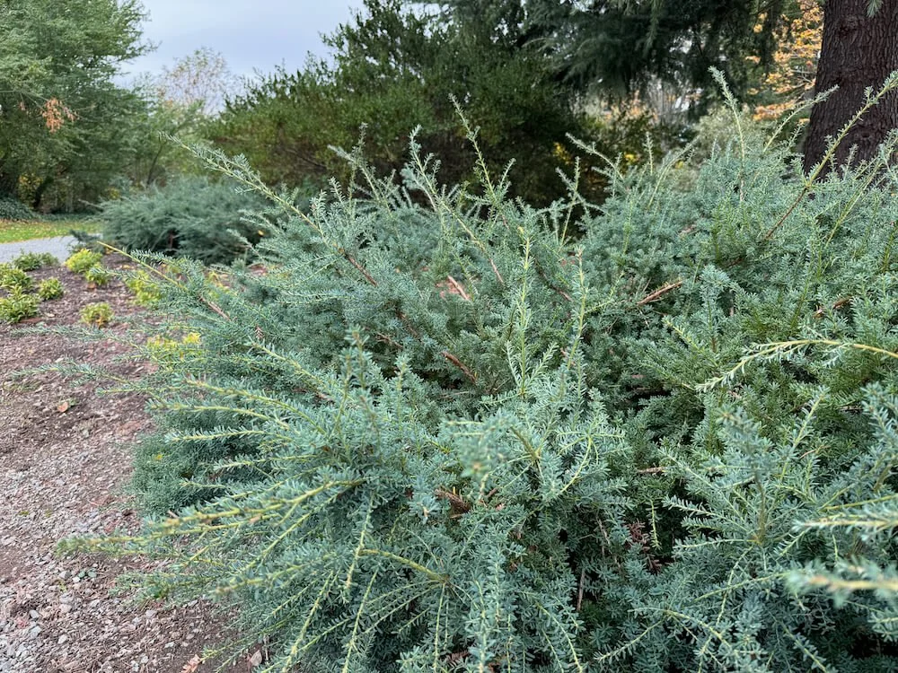 Taxus x media 'H.M. Eddie' (H.M. Eddie Yew) — Northwest Blooms
