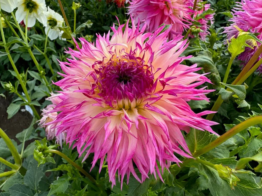 Dahlia 'Lisa Lisa' — Northwest Blooms