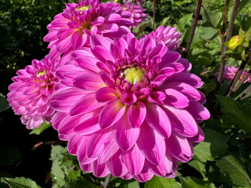 Dahlia 'Frizzy Lizzy' (Frizzy Lizzy Dahlia) — Northwest Blooms