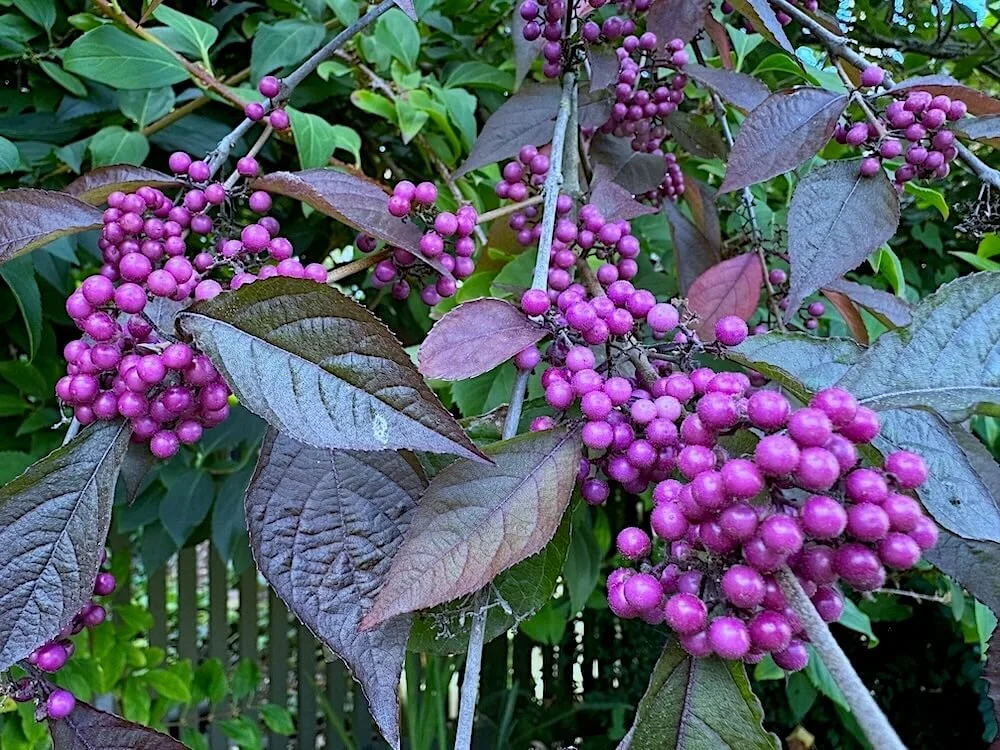 Fall Blooming Shrubs — Northwest Blooms