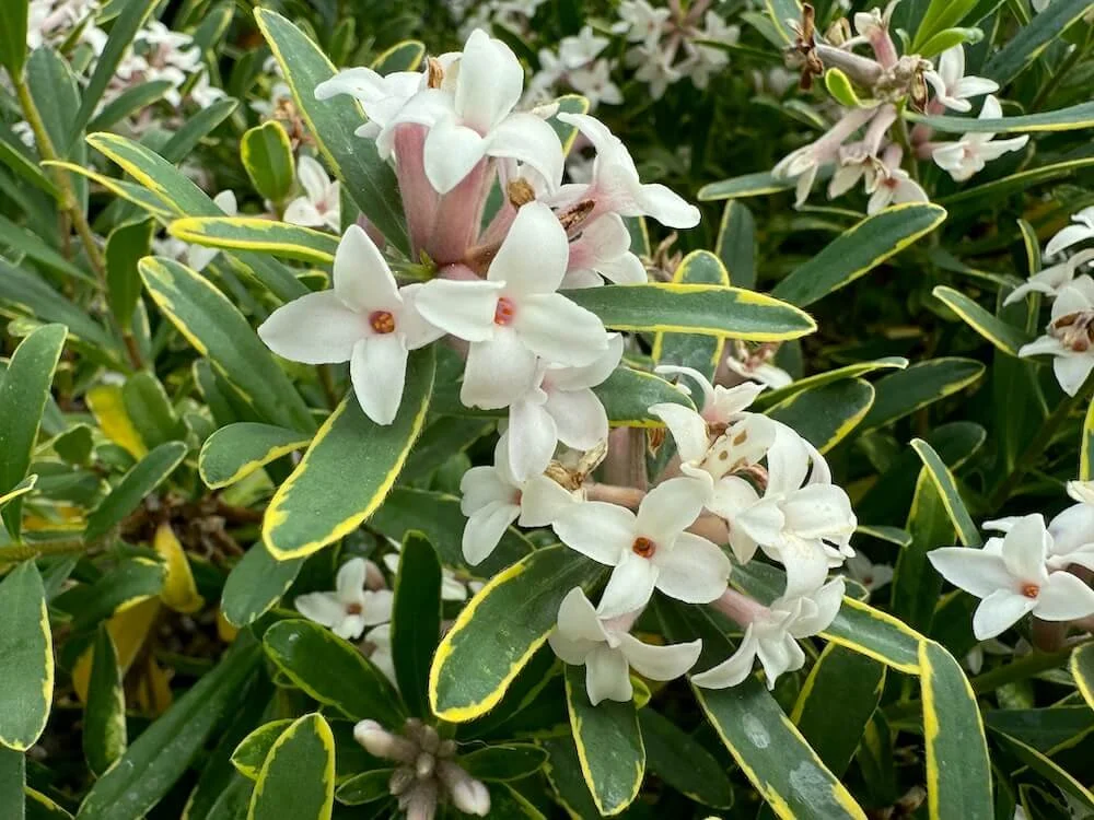 Prunus laurocerasus 'Mount Vernon' (Dwarf English Laurel) — Northwest ...