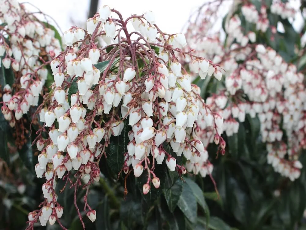 Pieris Varieties — Northwest Blooms