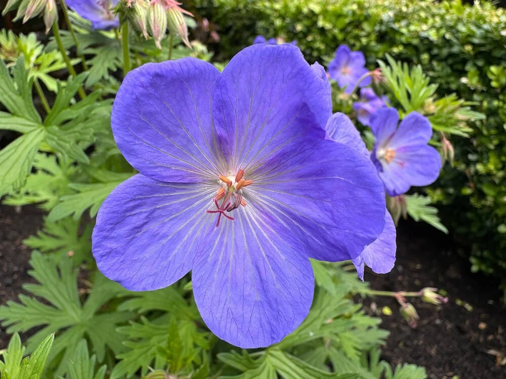 Geranium ‘Johnson’s Blue’ (Johnson’s Blue Cranesbill) — Northwest Blooms