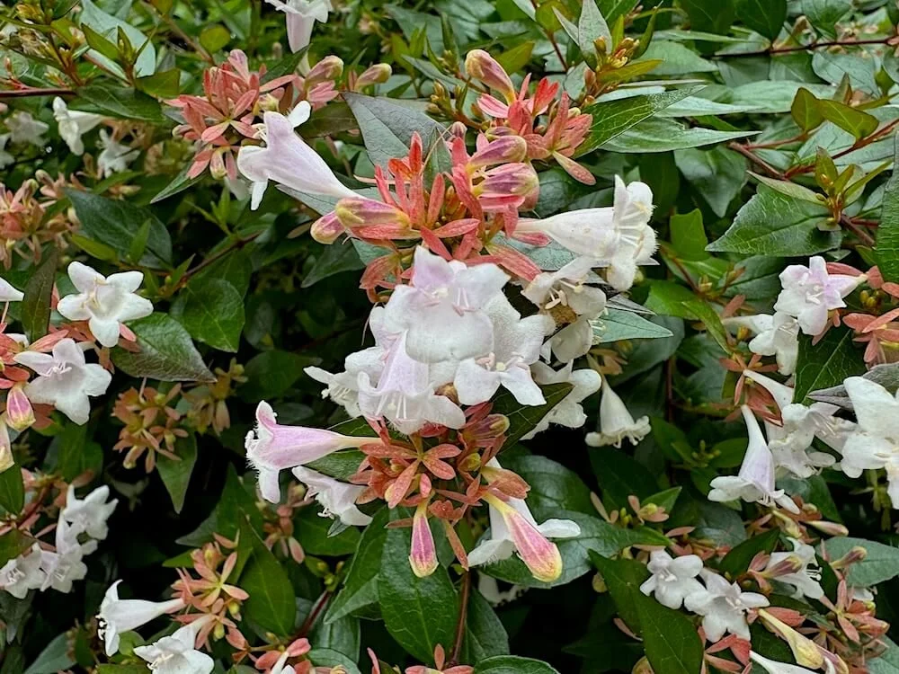 Prunus laurocerasus 'Mount Vernon' (Dwarf English Laurel) — Northwest ...