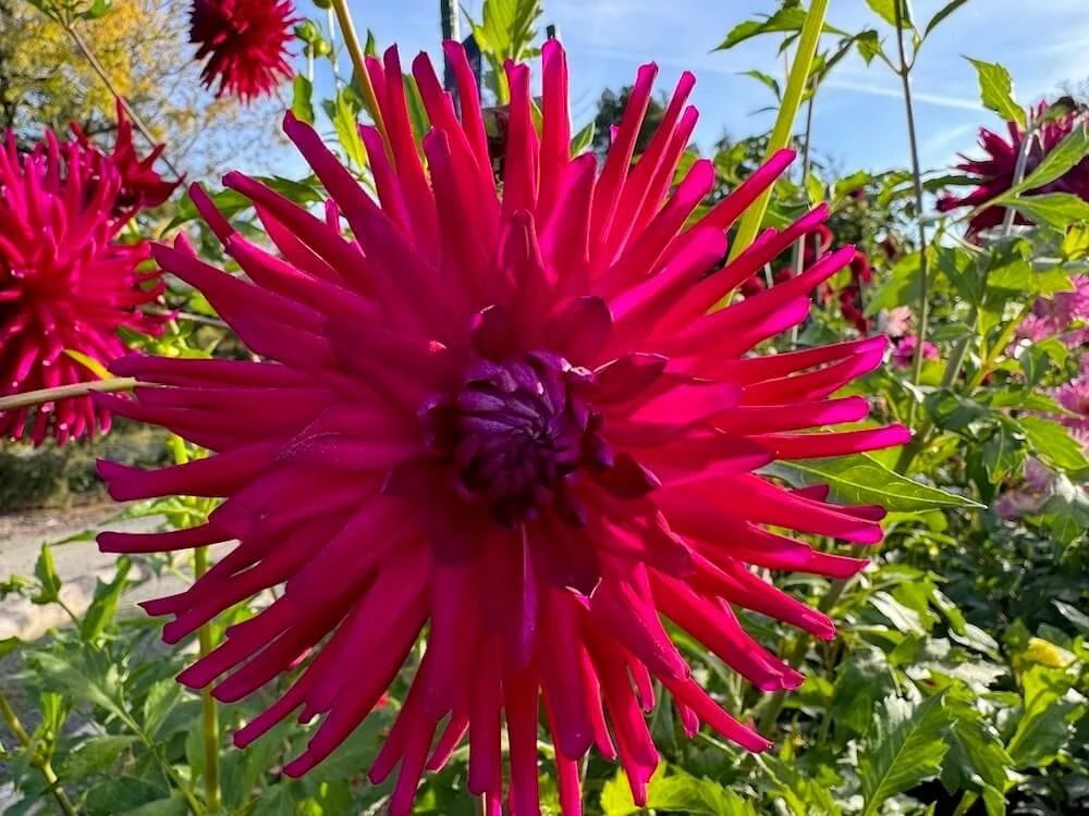Dahlias — Northwest Blooms