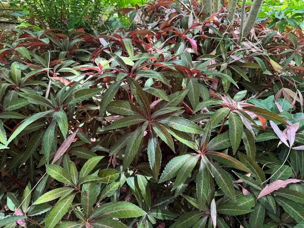 Impatiens omeiana 'Silver Pink' (Silver Pink Hardy Impatiens ...