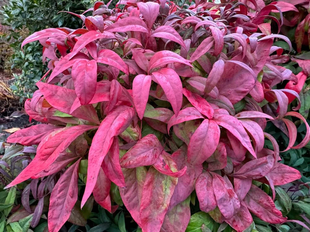 Prunus laurocerasus 'Mount Vernon' (Dwarf English Laurel) — Northwest ...