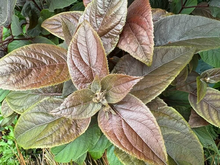 Prunus laurocerasus 'Mount Vernon' (Dwarf English Laurel) — Northwest ...