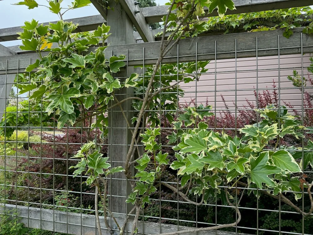x Fatshedera lizei 'Angyo Star' (Angyo Star Tree Ivy) — Northwest Blooms