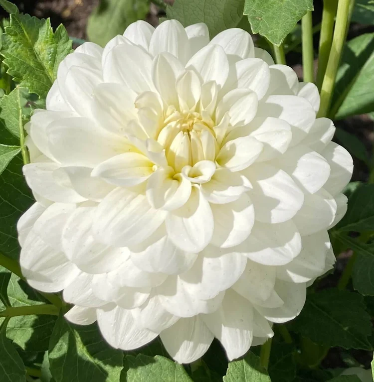 Dahlia 'Gitts Attention' (Gitts Attention Dahlia) — Northwest Blooms