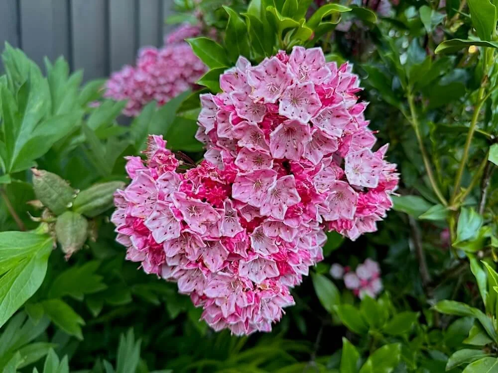 Rhododendron arborescens (Sweet Azalea) — Northwest Blooms