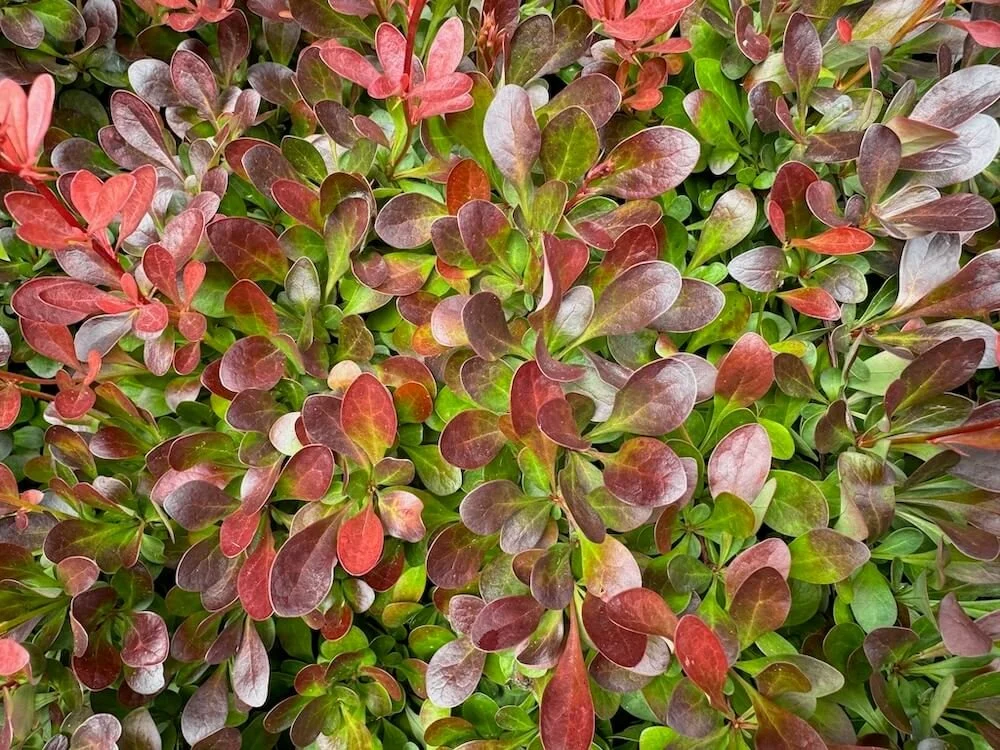 Nandina domestica 'Burgundy Wine' (Burgundy Wine Heavenly Bamboo ...