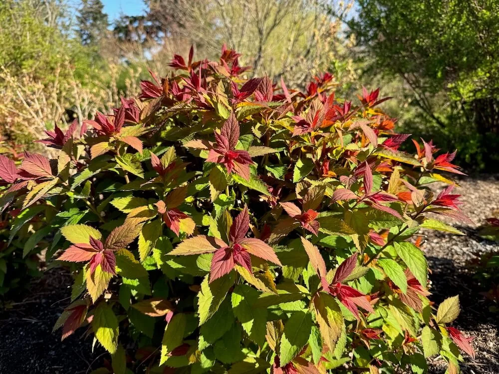 Leucothoe fontanesiana 'Rainbow' (Rainbow Drooping Leucothoe ...