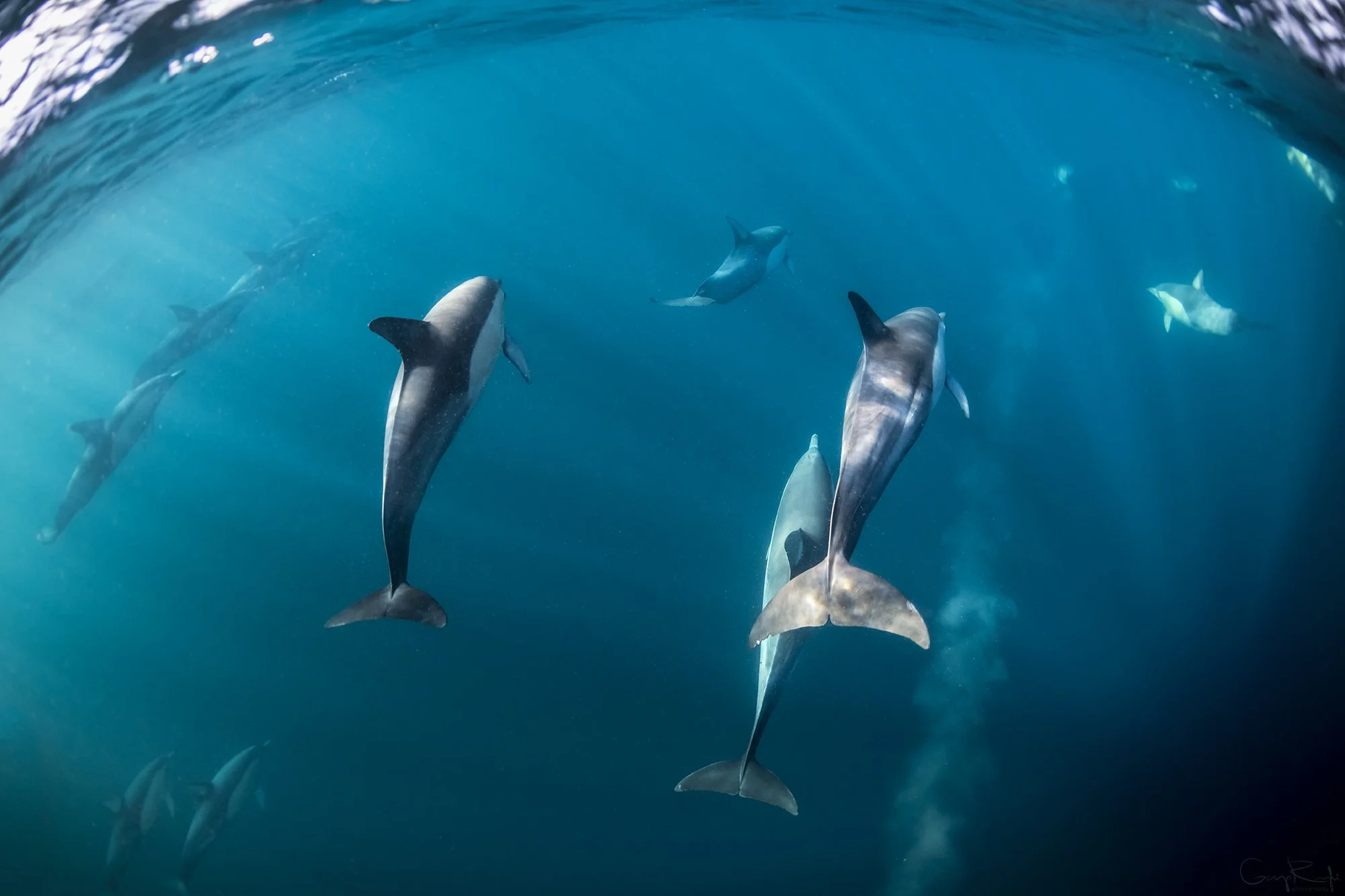 Dolphin Swim Australia | Swim with Wild Dolphins in Port Stephens