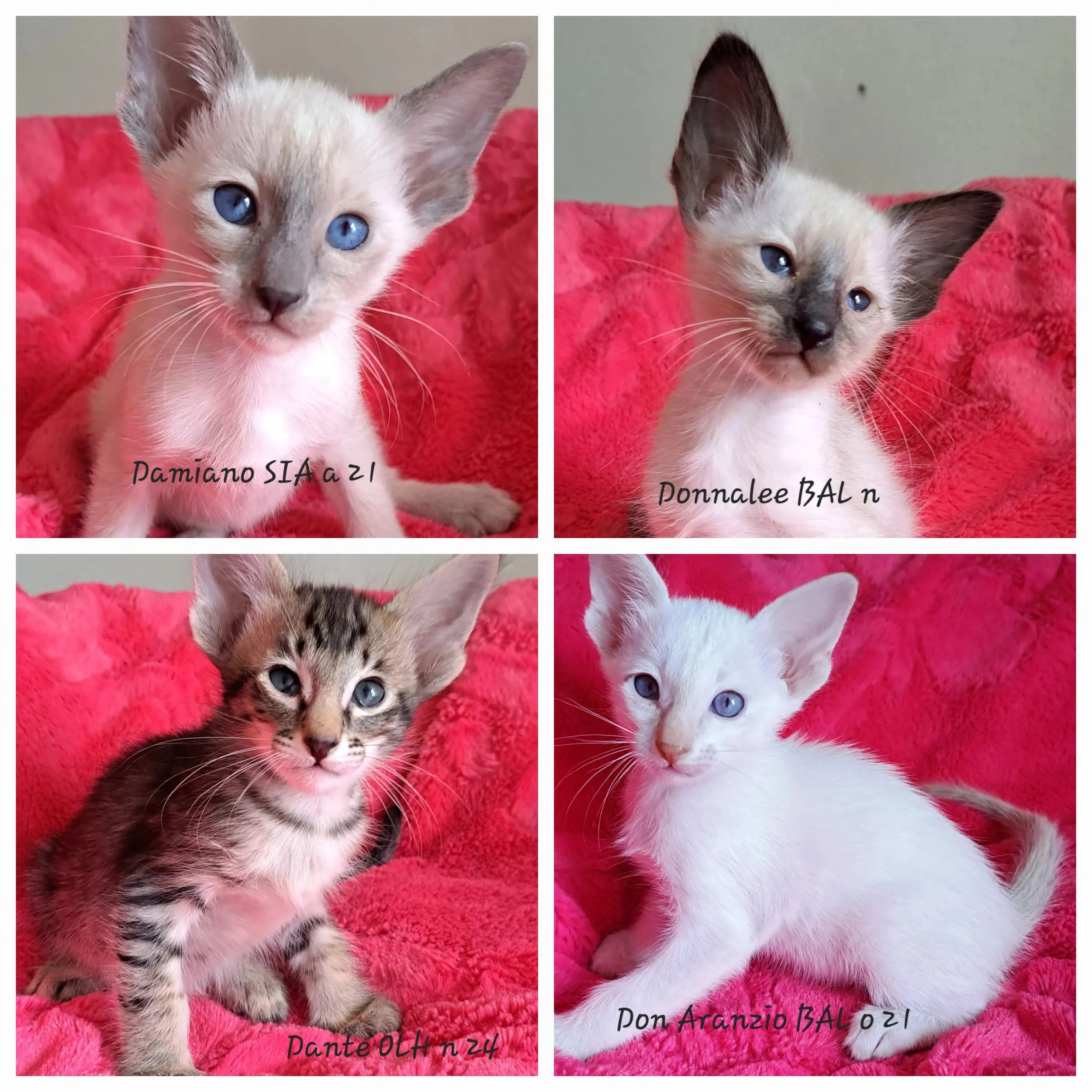 Varattavat pennut — Pirkanmaan rotukissayhdistys