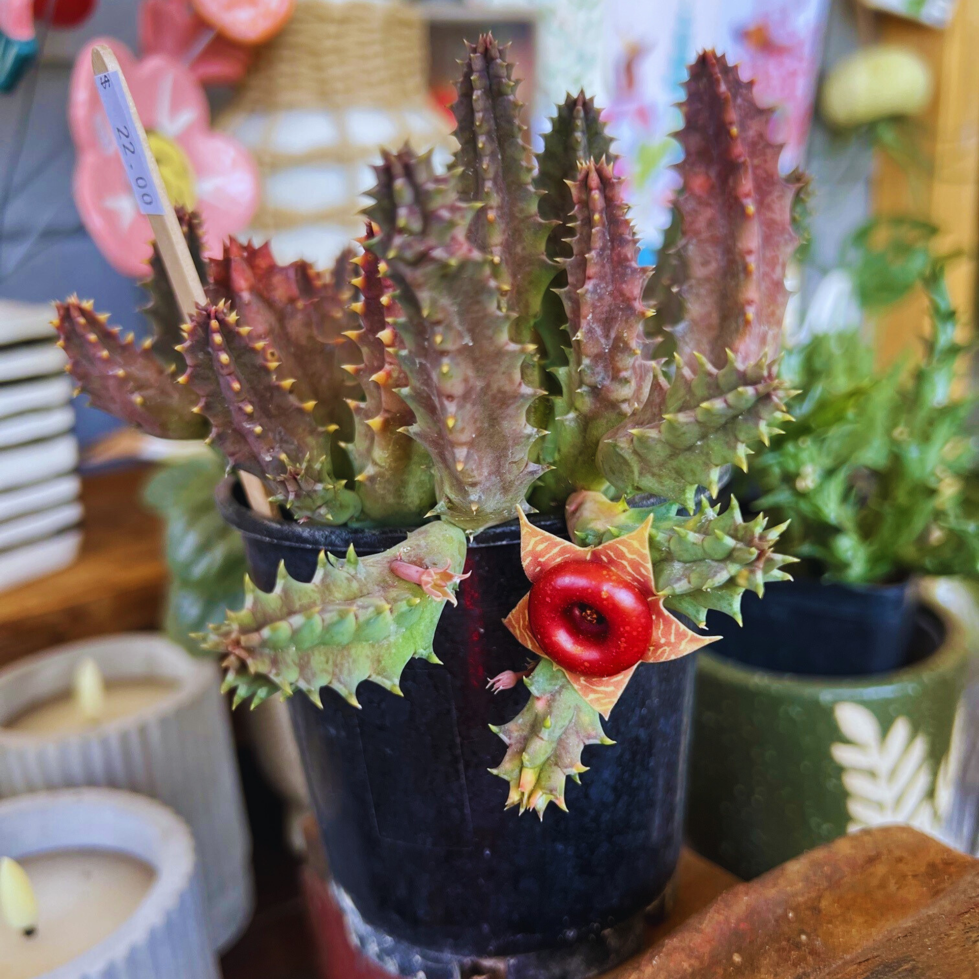 Plant Gifts | Unique Plants | Rare Plants | South Fremantle — Terrace ...