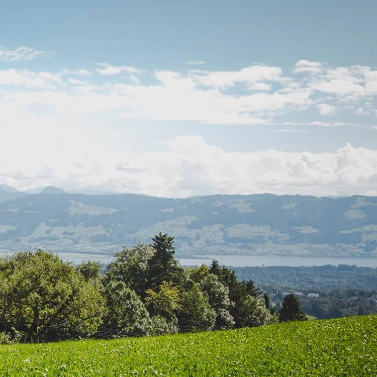 FELFEL Sustainability: Green solutions for the workplace