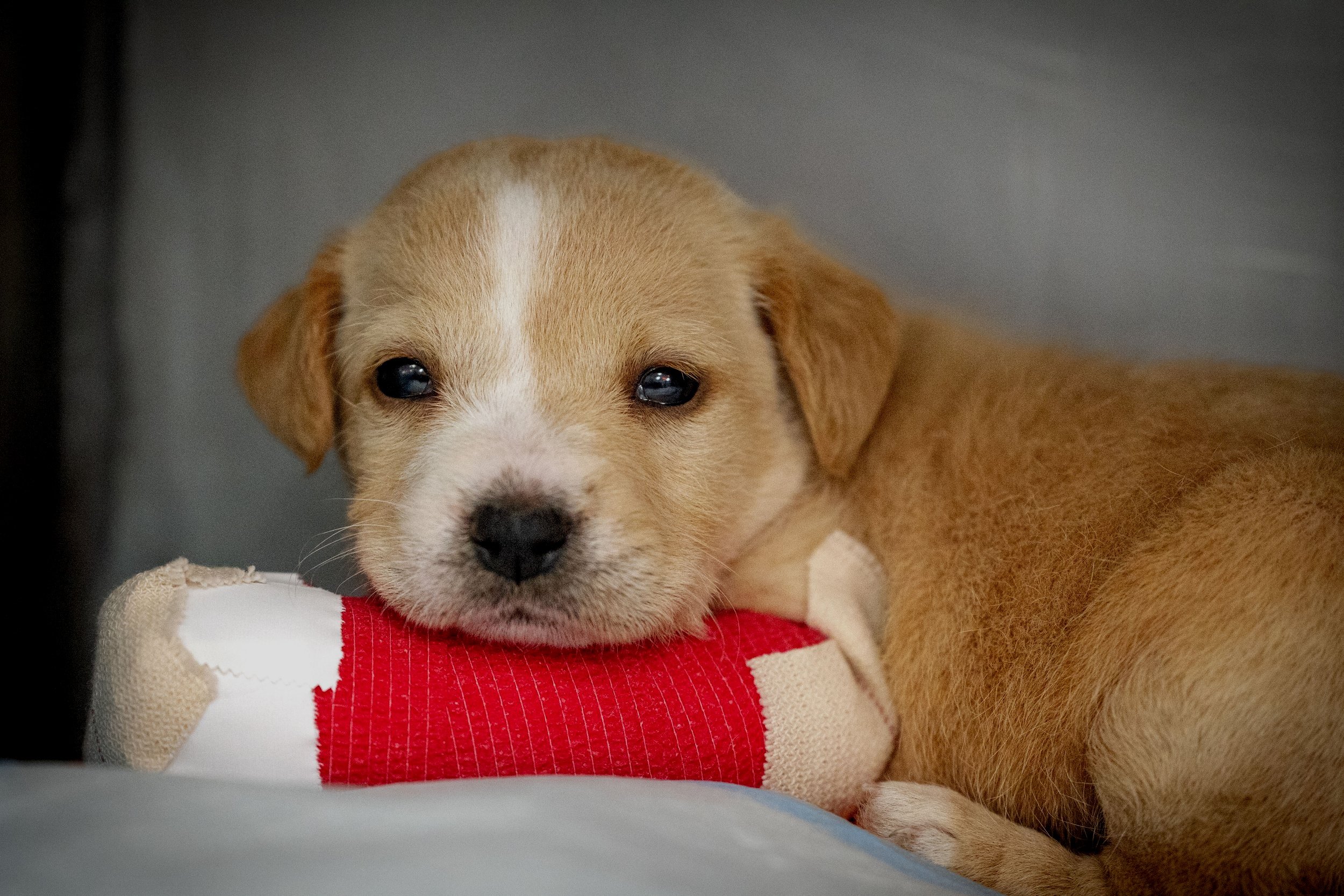 California Animal Rehabilitation & Emergency Surgery