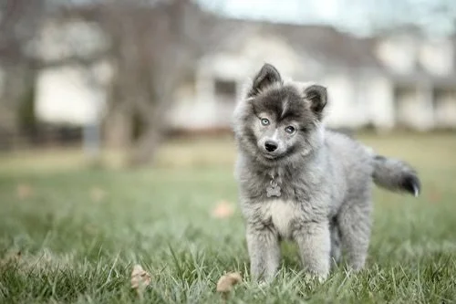 Hope's Blue Pomskies