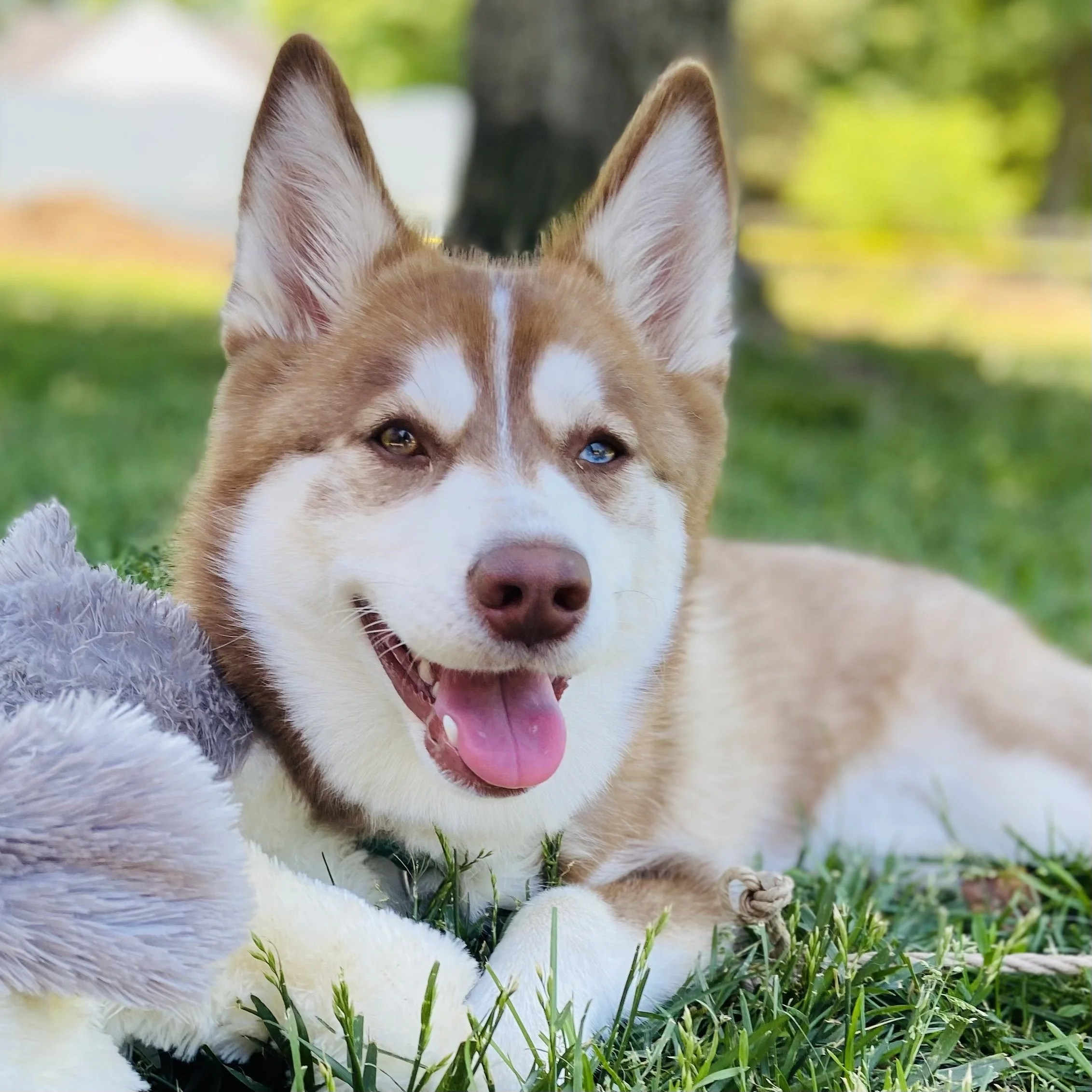 Hope's Blue Pomskies