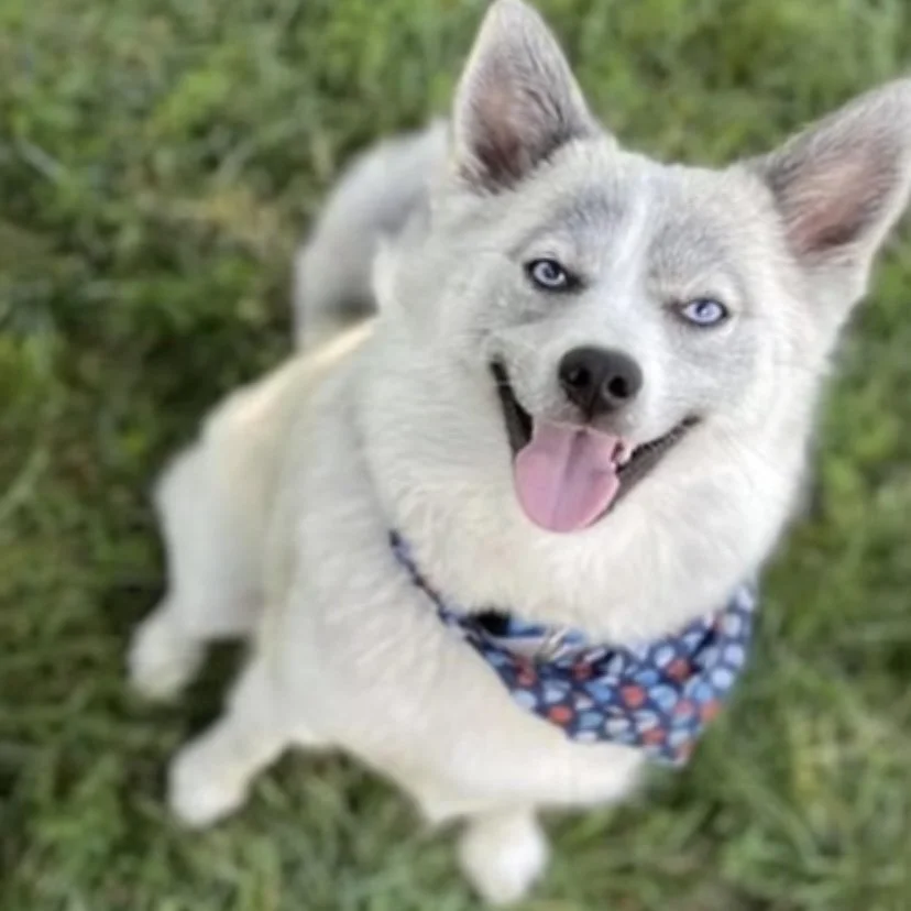 Hope's Blue Pomskies