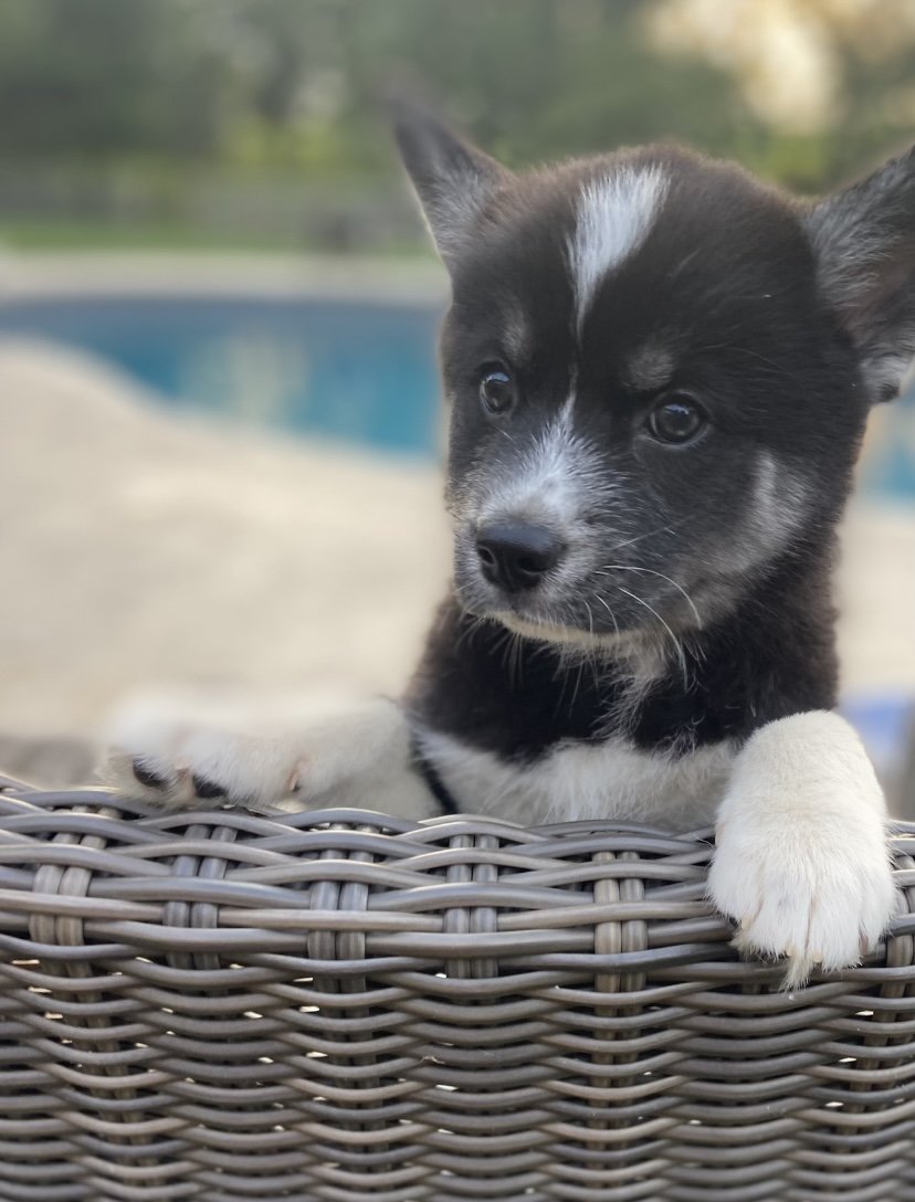 Hope's Blue Pomskies