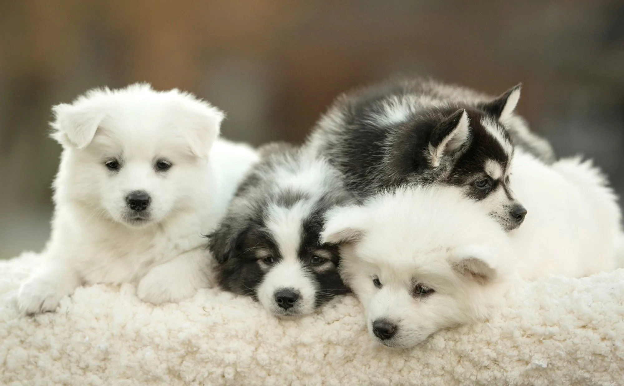 Hope's Blue Pomskies