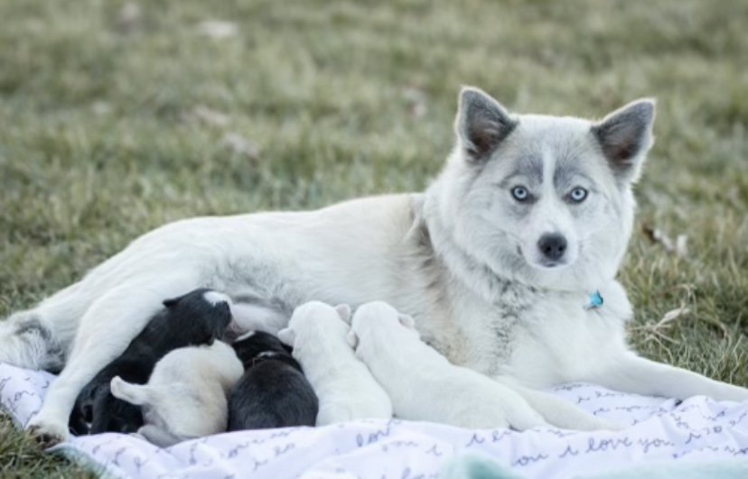 Hope's Blue Pomskies