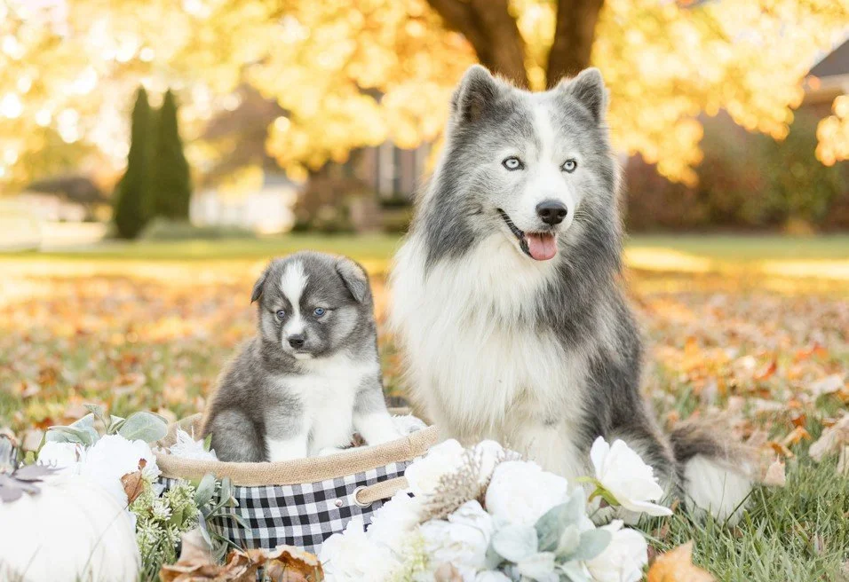 Hope's Blue Pomskies